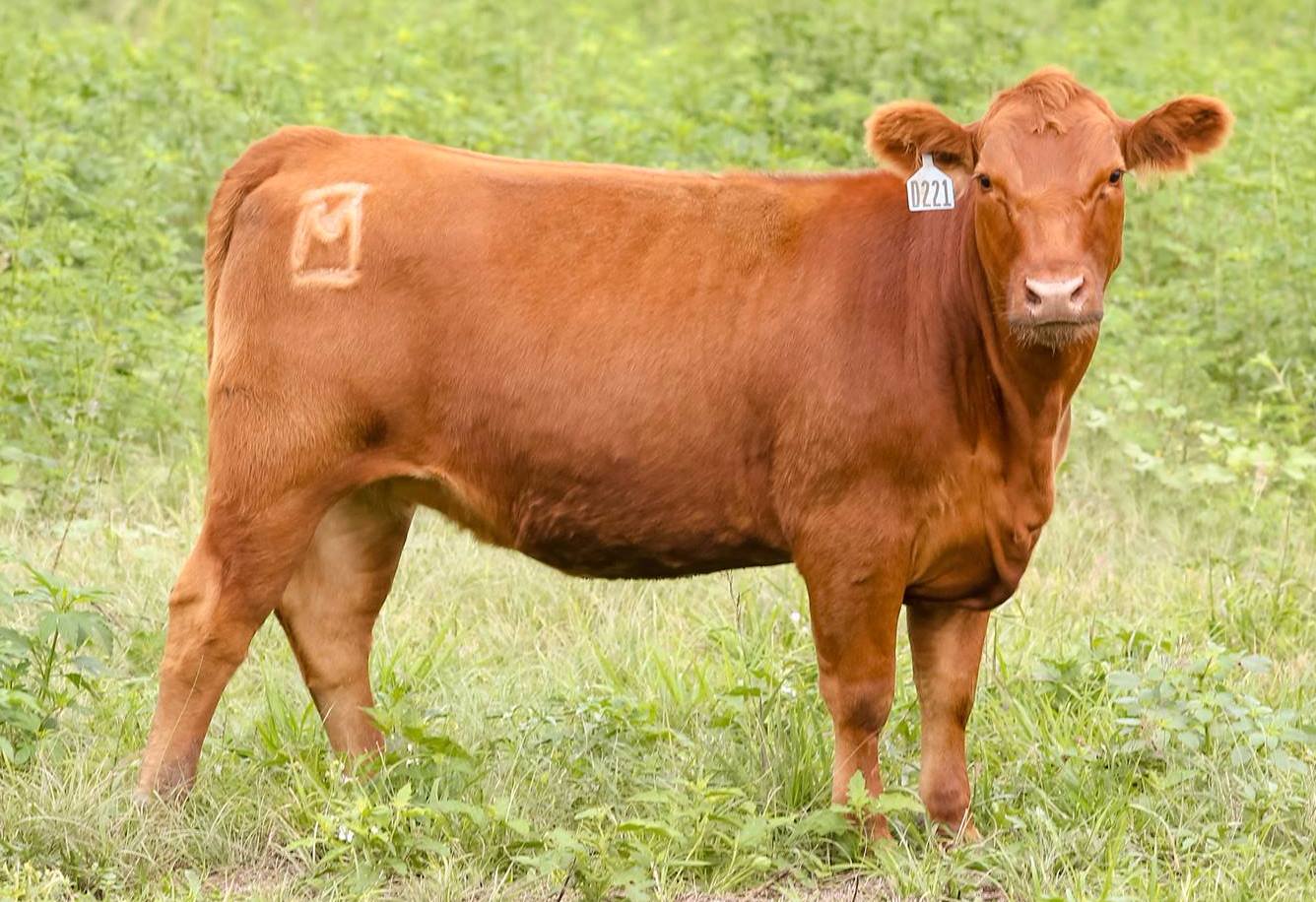 Connie Mushrush, Mushrush Red Angus - Center for Rural Enterprise ...